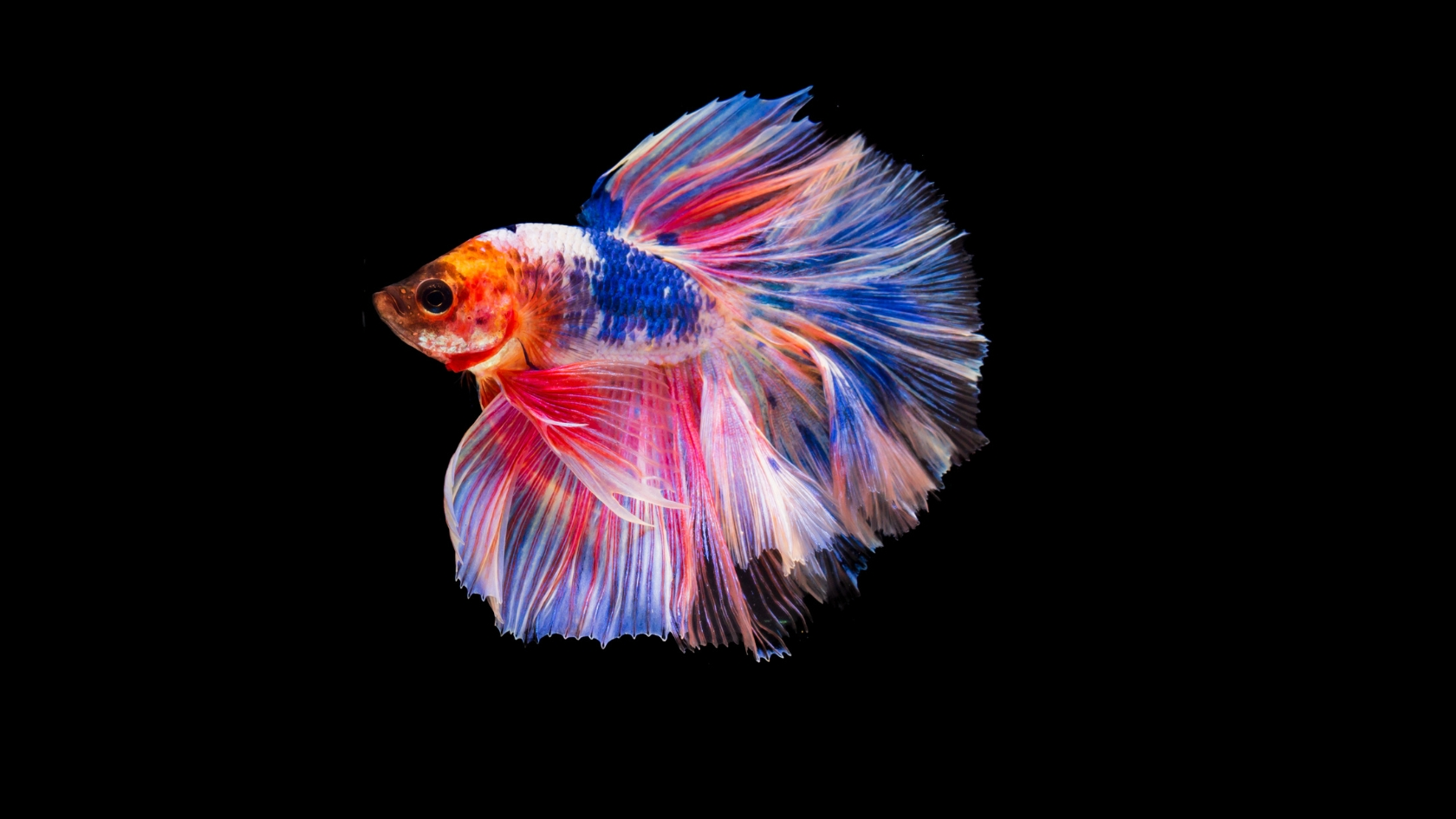 Ikan cupang (Betta Fish) | D3 Teknologi Telekomunikasi