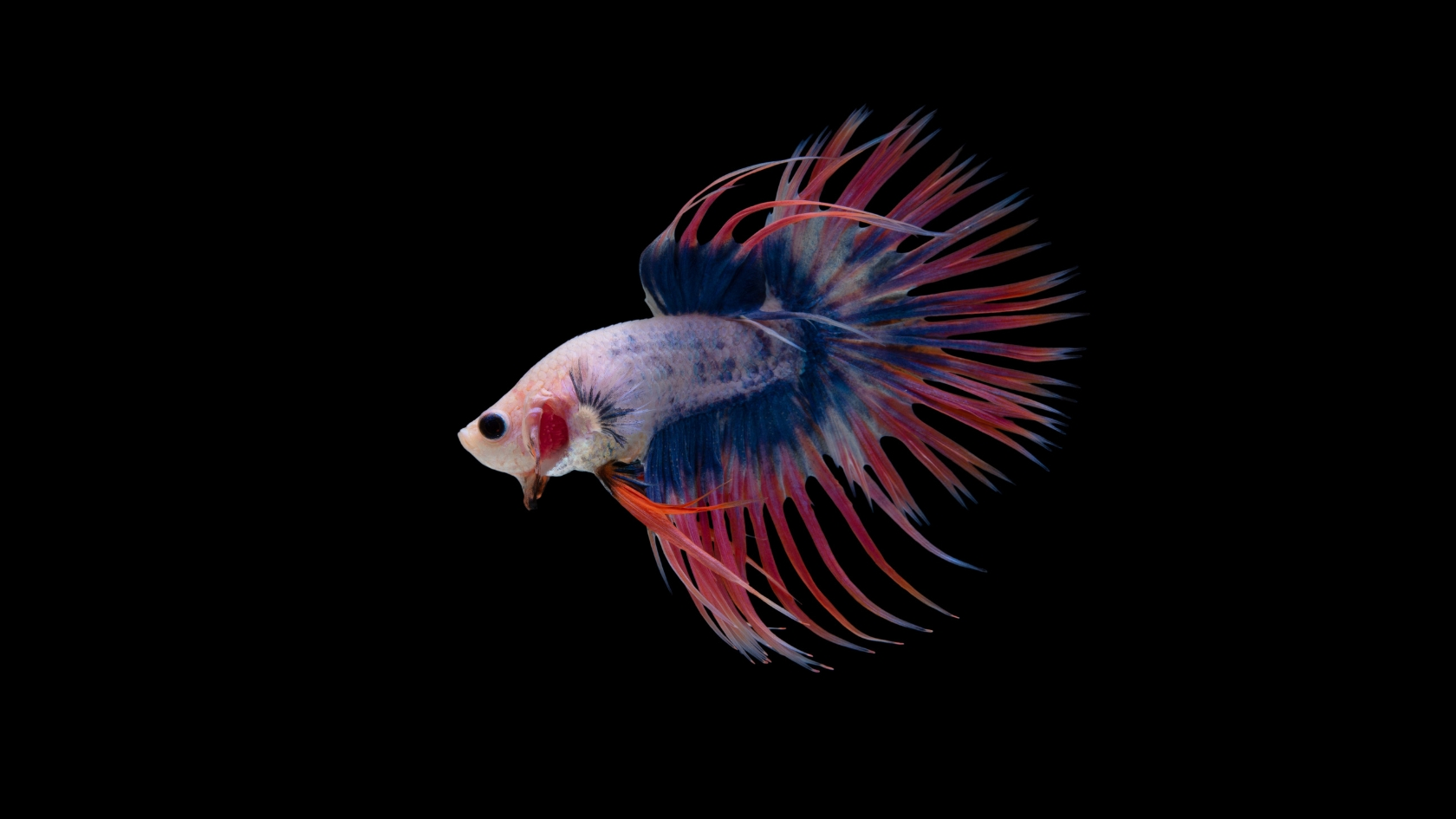 Ikan cupang (Betta Fish) | D3 Teknologi Telekomunikasi