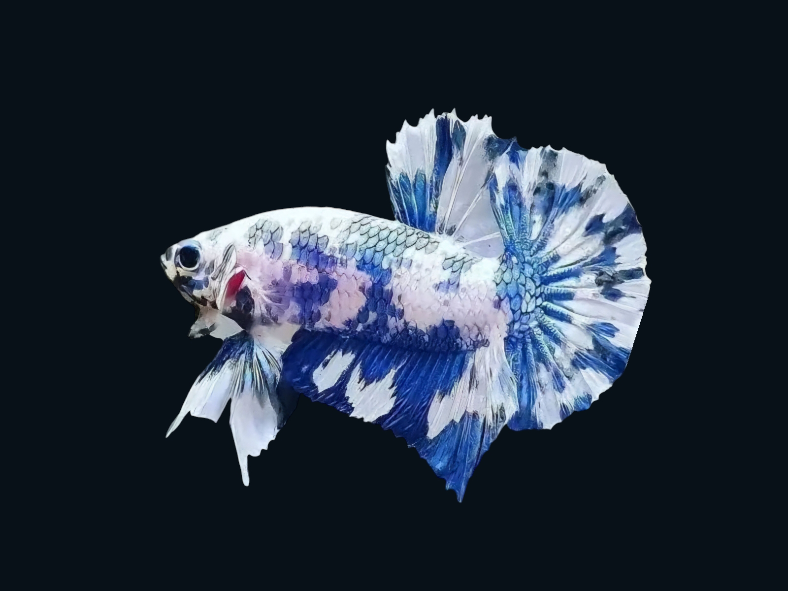 Ikan cupang (Betta Fish) | D3 Teknologi Telekomunikasi